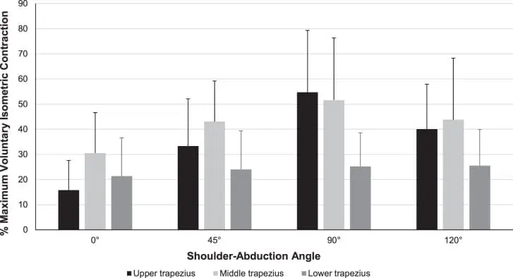 Músculo trapecio: 1 guía completa sobre este