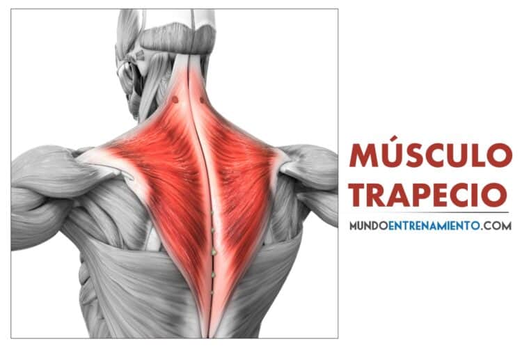 Músculo trapecio: 1 guía completa sobre este