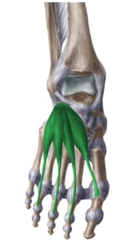 Músculos del pie: su anatomía y función