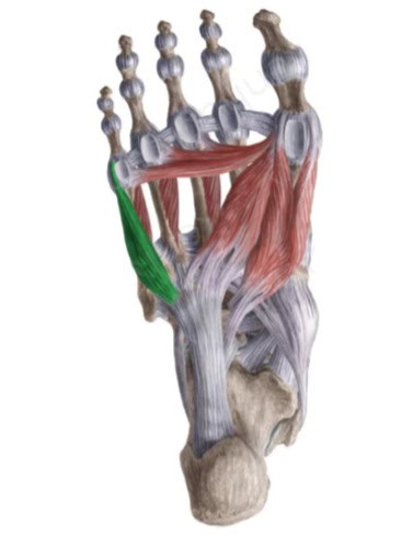 Músculos del pie: su anatomía y función