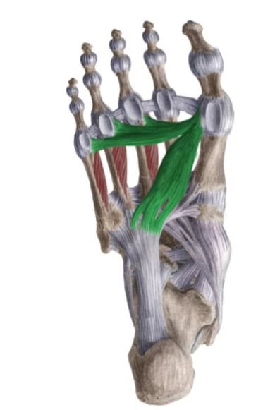 Músculos del pie: su anatomía y función