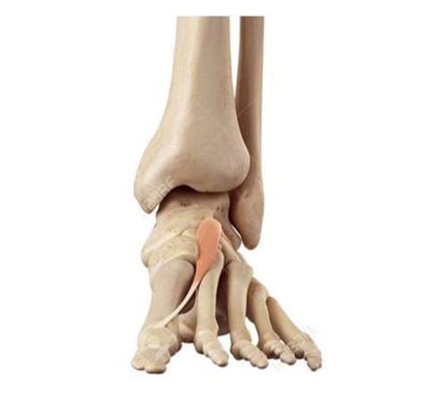 Músculos del pie: su anatomía y función