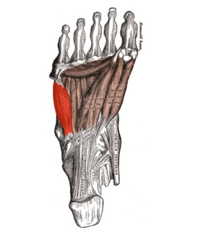 Músculos del pie: su anatomía y función