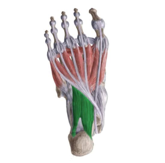 Músculos del pie: su anatomía y función