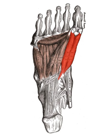 Músculos del pie: su anatomía y función
