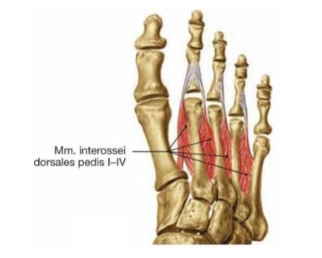 Músculos del pie: su anatomía y función