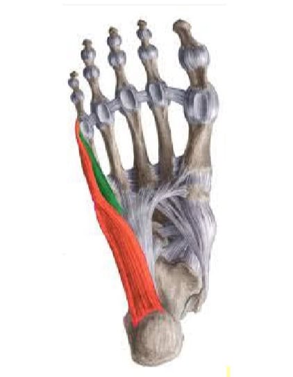 Músculos del pie: su anatomía y función