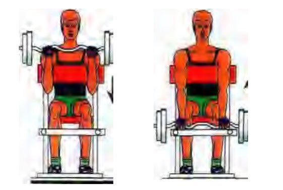 Curl de Biceps con barra Z - 3 Variantes que debes conocer